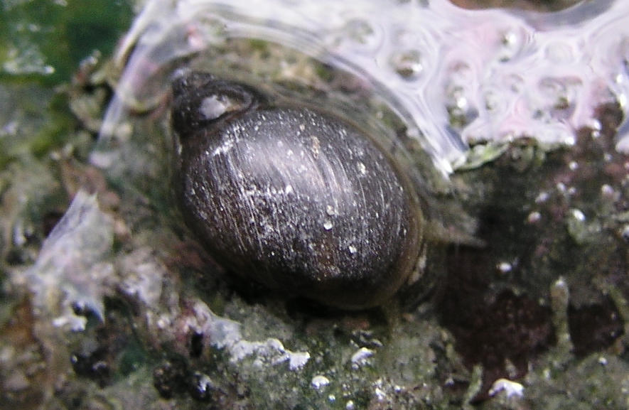Banff Springs Snail (Species at Risk in Banff National Park) · iNaturalist