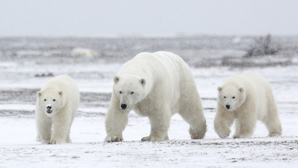 Polar Bear (Ursus maritimus) - Know Your Mammals