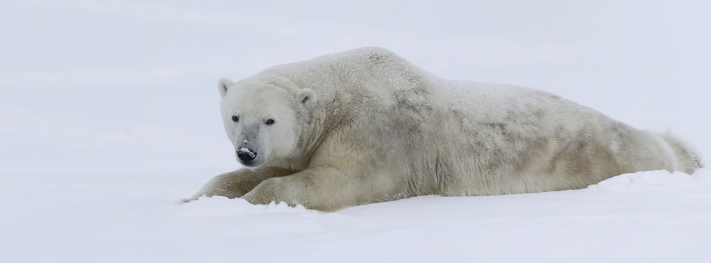 Polar Bear in October 2014 by Laura Keene. Male · iNaturalist
