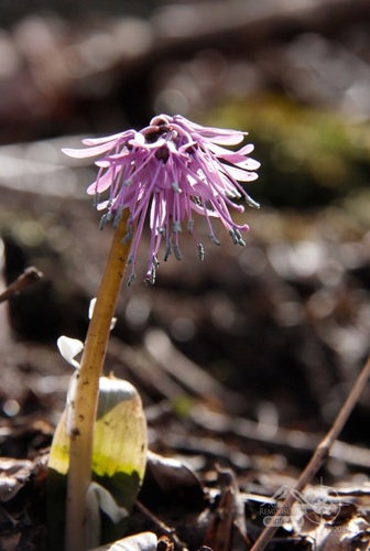 Heloniopsis koreana · iNaturalist