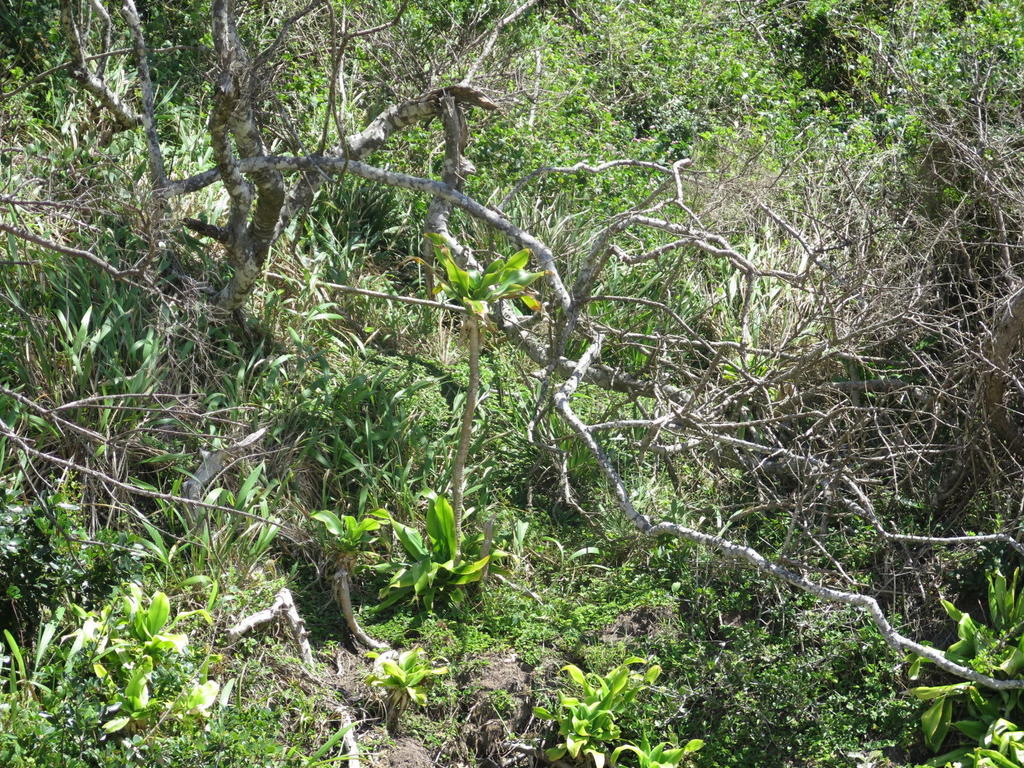 Large-leaved Dragon Tree (Dracaena aletriformis) - Botanical Realm