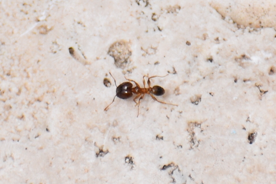 African Big-headed Ant from Smith's, Bermuda on April 29, 2022 at 12:39 ...