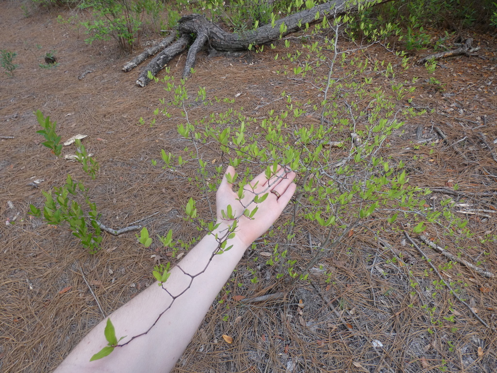 Pondspice in April 2022 by Morgan Freese · iNaturalist