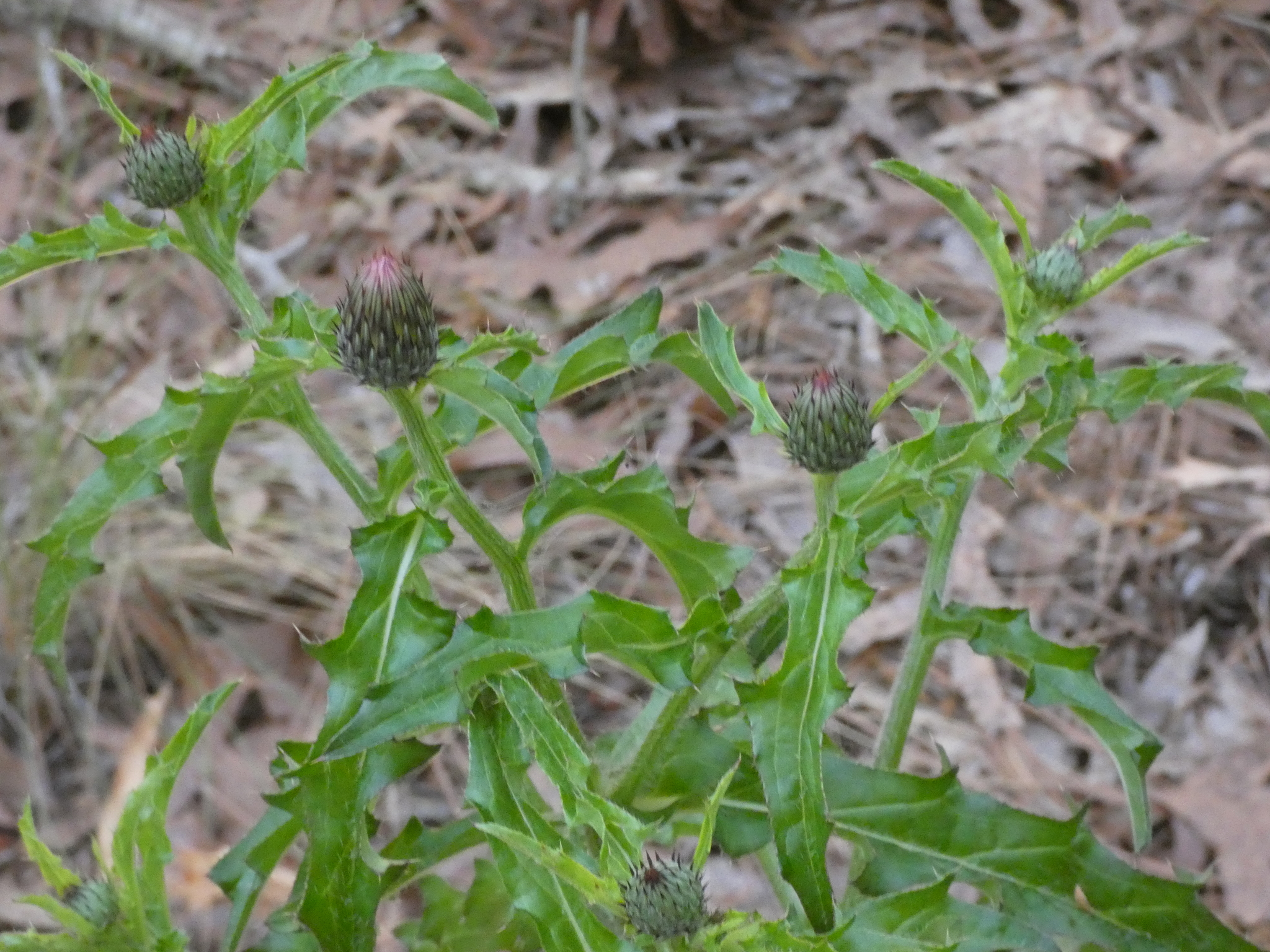 Cirsium repandum Michx.