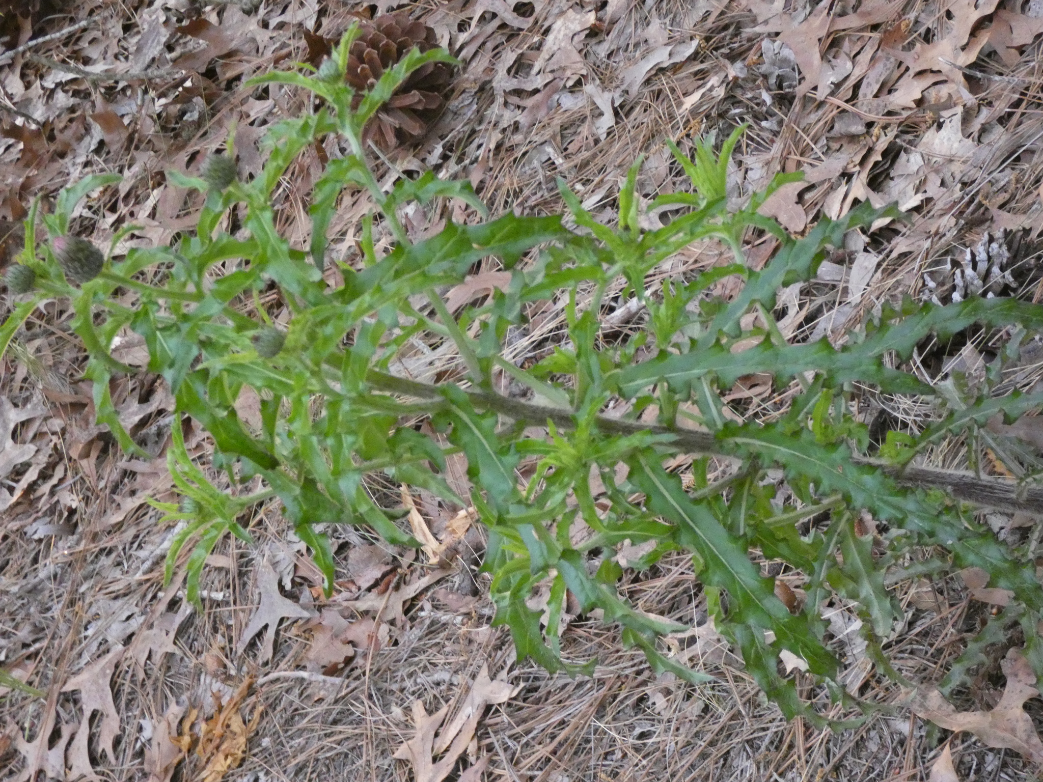 Cirsium repandum Michx.