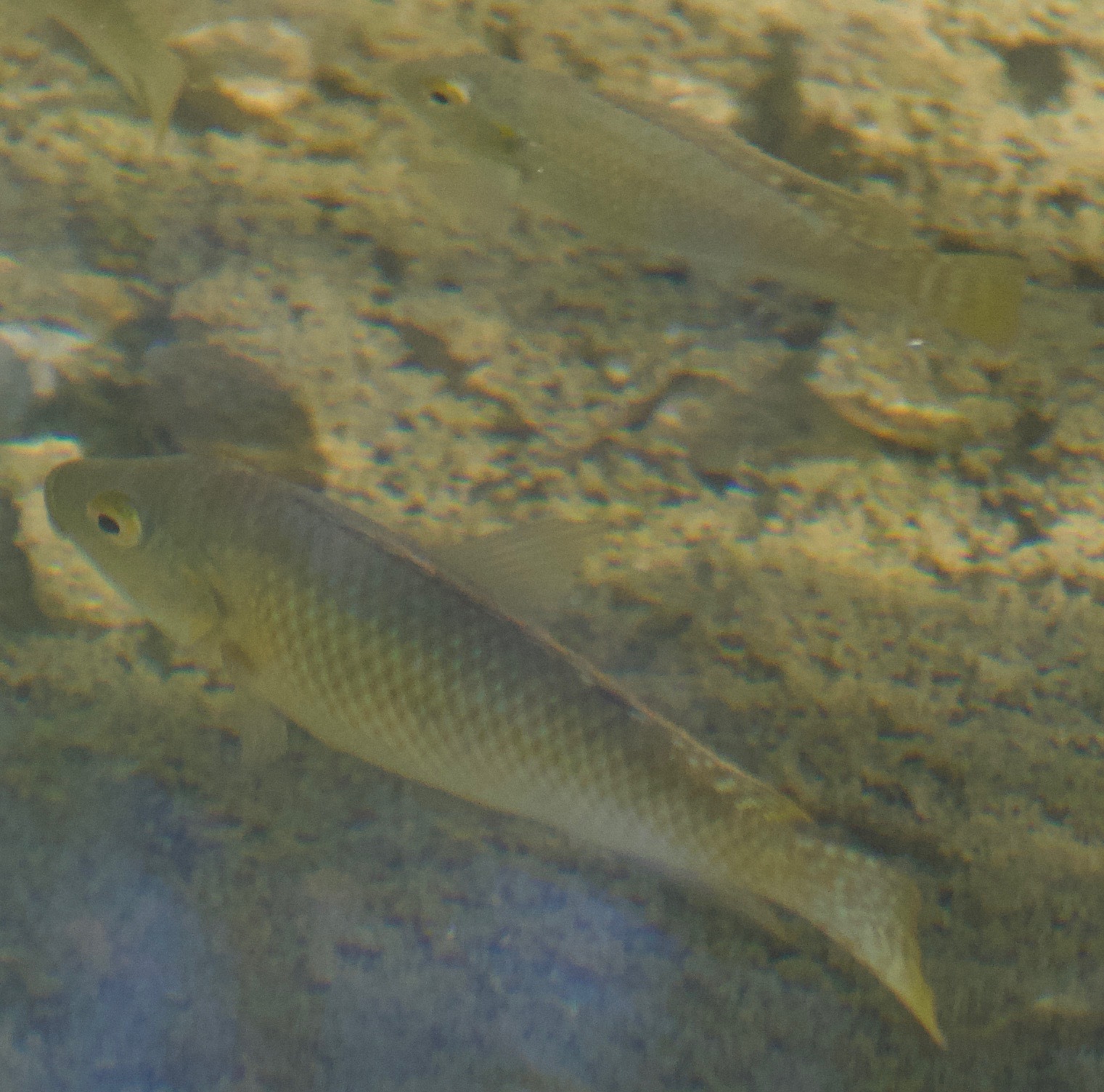 Coptodon zillii (Gervais, 1848)