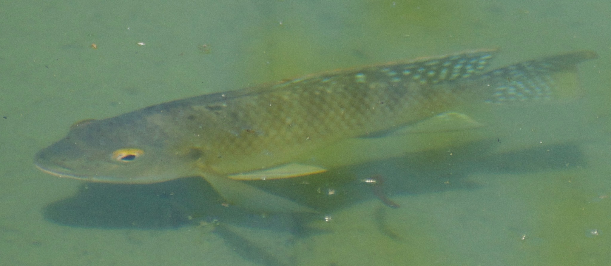 Coptodon zillii (Gervais, 1848)