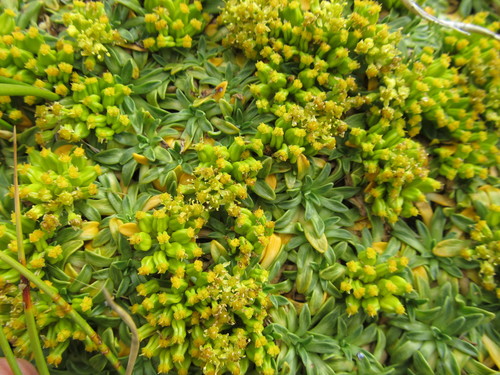 Azorella patagonica · iNaturalist