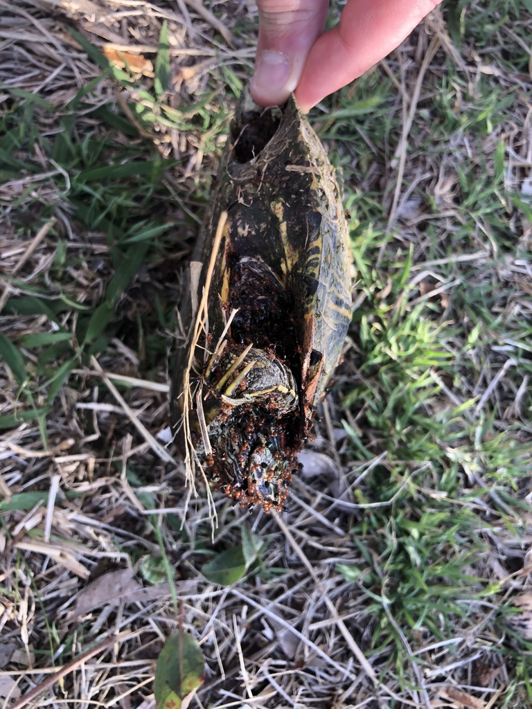 Red-eared Slider from Cal Young Park, Abilene, TX, US on April 30, 2022 ...