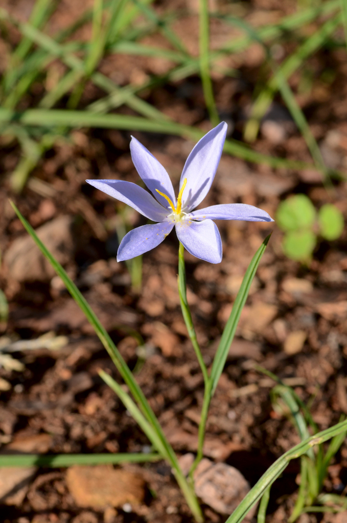 Nemastylis tenuis pringlei in July 2018 by squamatologist. Pringle's ...