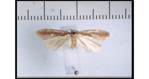 Atomotricha lewisi · iNaturalist