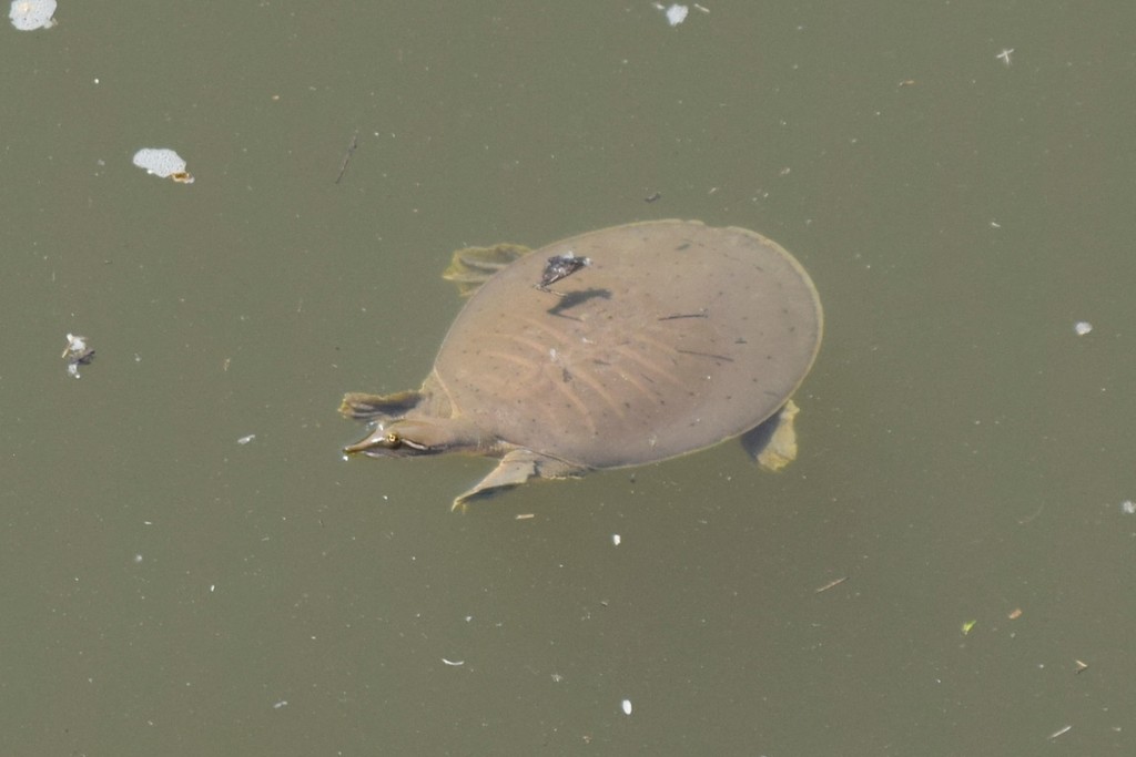 Midland Smooth Softshell Turtle in April 2022 by Taylor Blazi · iNaturalist