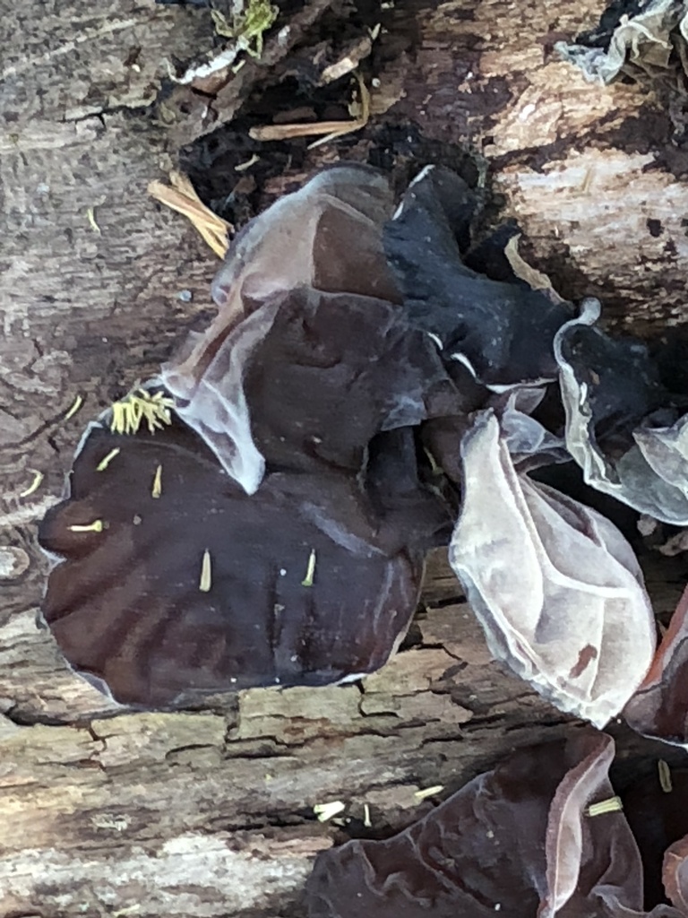 Wood ear fungi from Glencoe Rd, Wildwood, MO, US on April 30, 2022 at ...