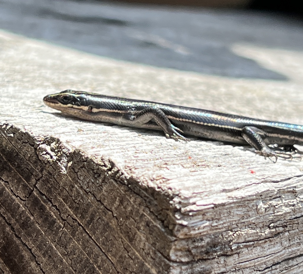 Common Five-lined Skink from Fort Dupont Park, Washington, DC, US on ...