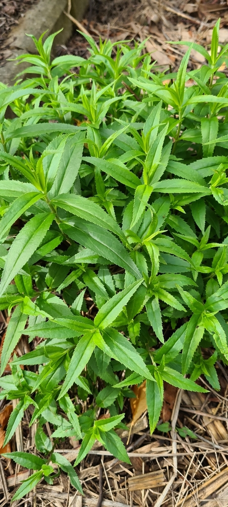 derwent speedwell from Ringwood East VIC 3135, Australia on May 1, 2022 ...