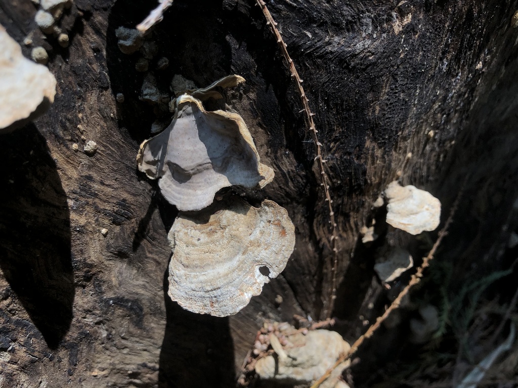 Hairy Bracket from Avenida Plan de Ayala, Cuernavaca, MOR, MX on April ...