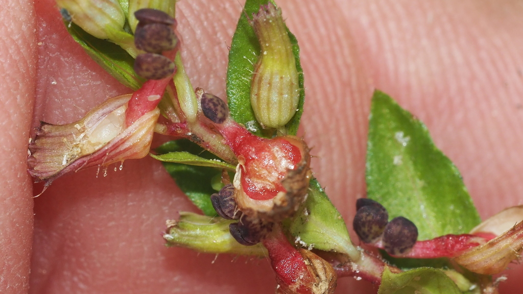 Colombian waxweed from Walligan QLD 4655, Australia on May 01, 2022 at ...