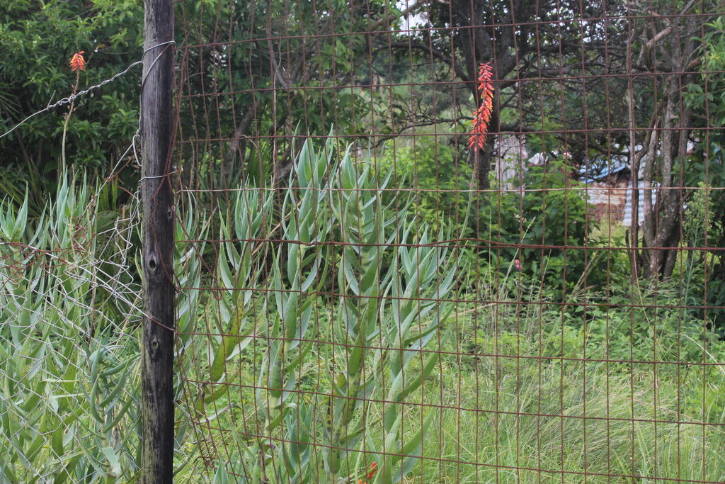 Red Fence Aloe from Wild Coast Trail: summit road through Sicambeni on ...