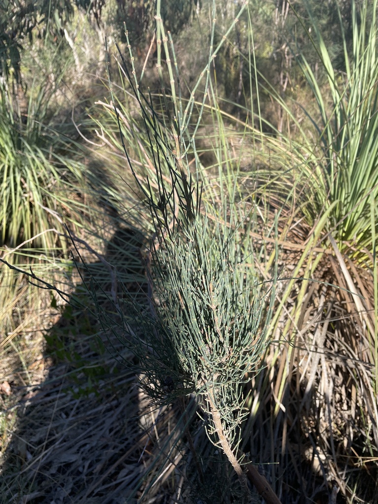 Allocasuarina striata from Manning Flora & Fauna Reserve, McLaren Flat ...