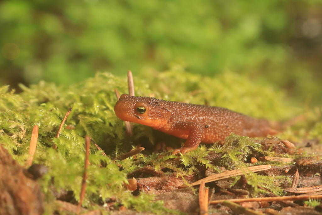 Rough-skinned Newt from Eastside, Tacoma, WA, USA on April 30, 2022 at ...