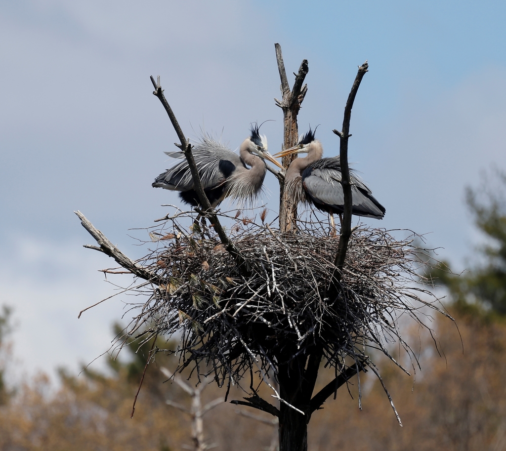 Great Blue Heron from Wrentham, MA, USA on April 30, 2022 at 11:46 AM ...