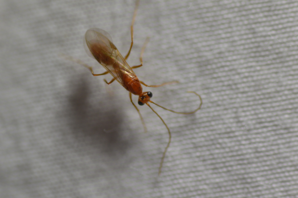 Florida Trap-jaw Ant from Pedersen Preserve on June 5, 2018 by Tom ...