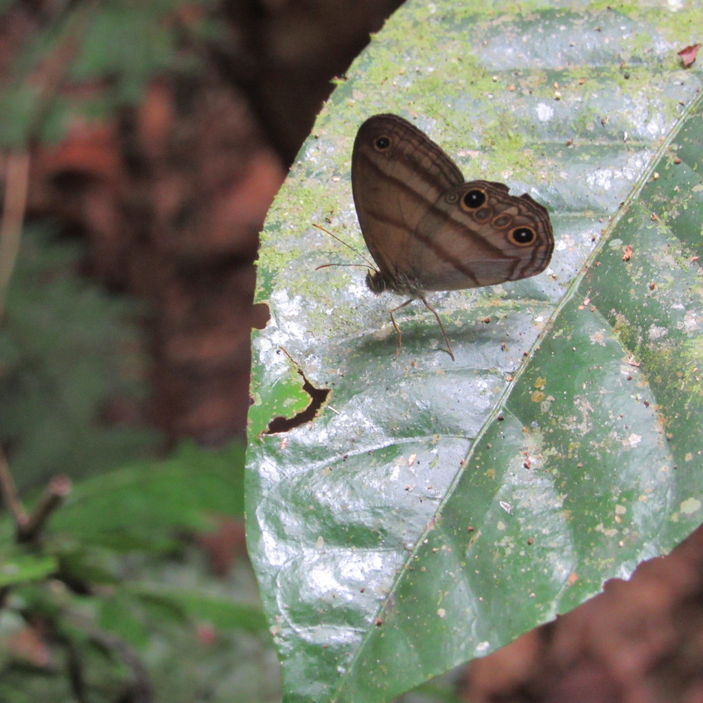 Blue-topped Satyr from Villavicencio, Meta, Colombia on January 3, 2022 ...