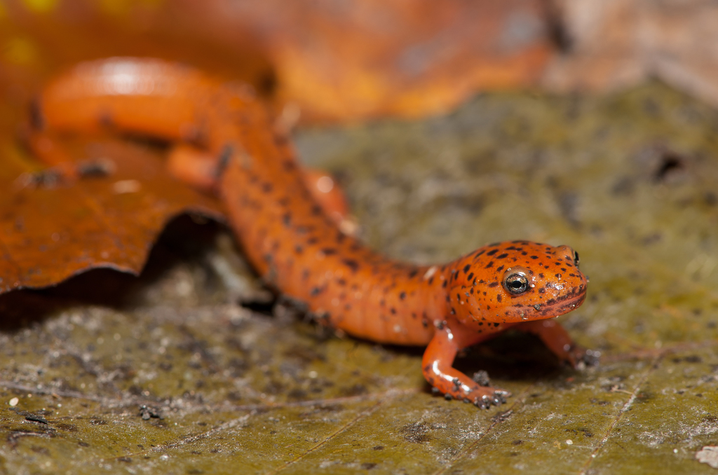 Northern Red Salamander (Reptiles & Amphibians of Penitentiary Glen ...