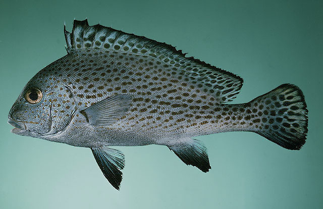 Diagramma picta (Suma aquarium, Kobe, Hyogo prefecture, Japan ...