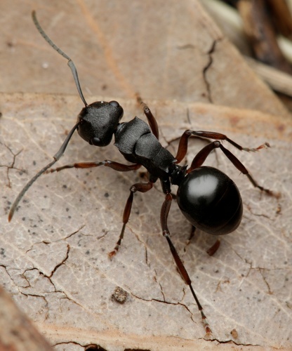 Polyrhachis patiens · iNaturalist