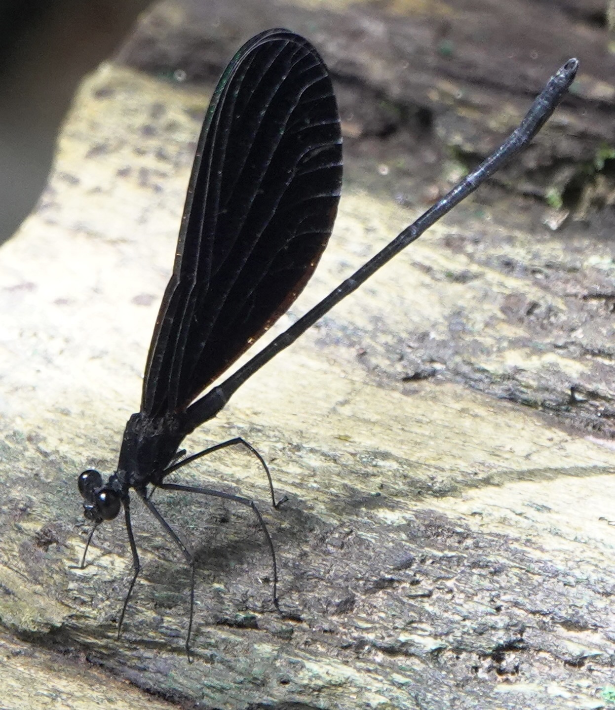 Vestalis melania Selys, 1873