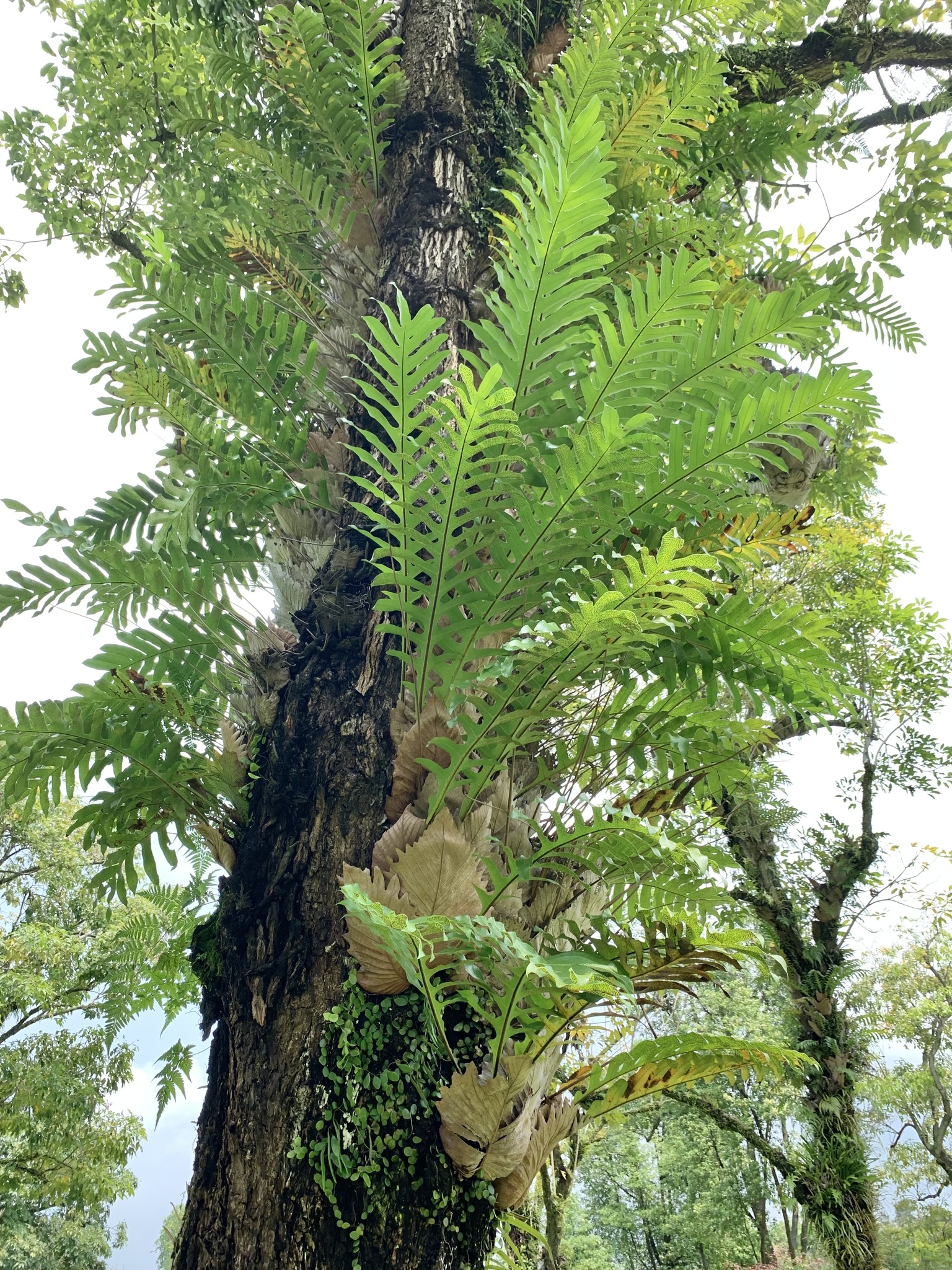 Drynaria quercifolia (L.) J.Sm.