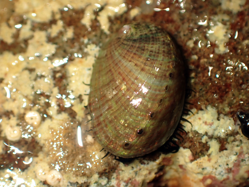 Blackfoot Paua from Wellington, New Zealand on April 29, 2022 at 10:57 ...