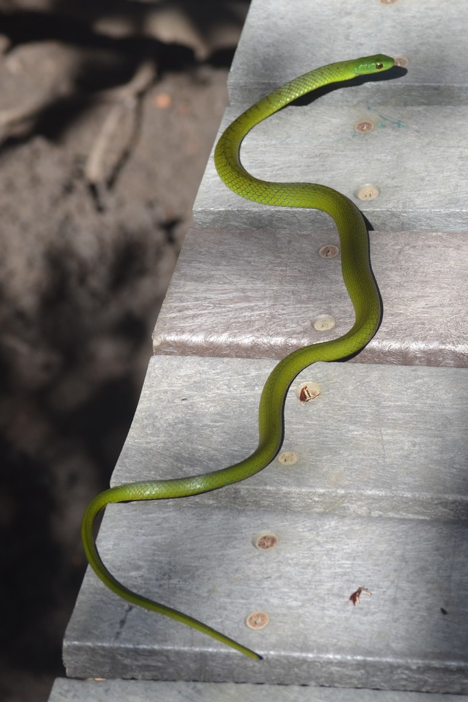 Eastern Green Snake from Beachwood Mangroves Nature Reserve on April 30 ...