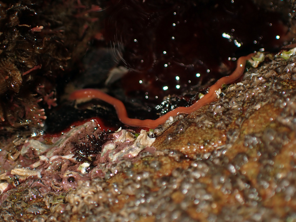 Tubulanus from Wellington, New Zealand on April 30, 2022 at 12:09 AM by ...