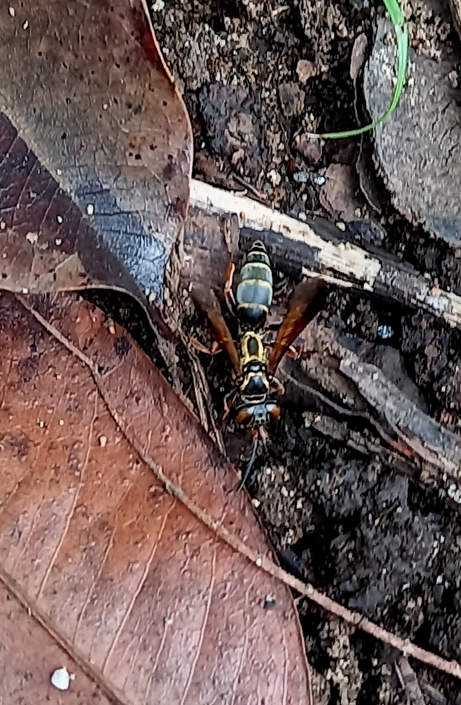 Ants, Bees, and Stinging Wasps from 2F2R+PRW, Panamá on April 30, 2022 ...