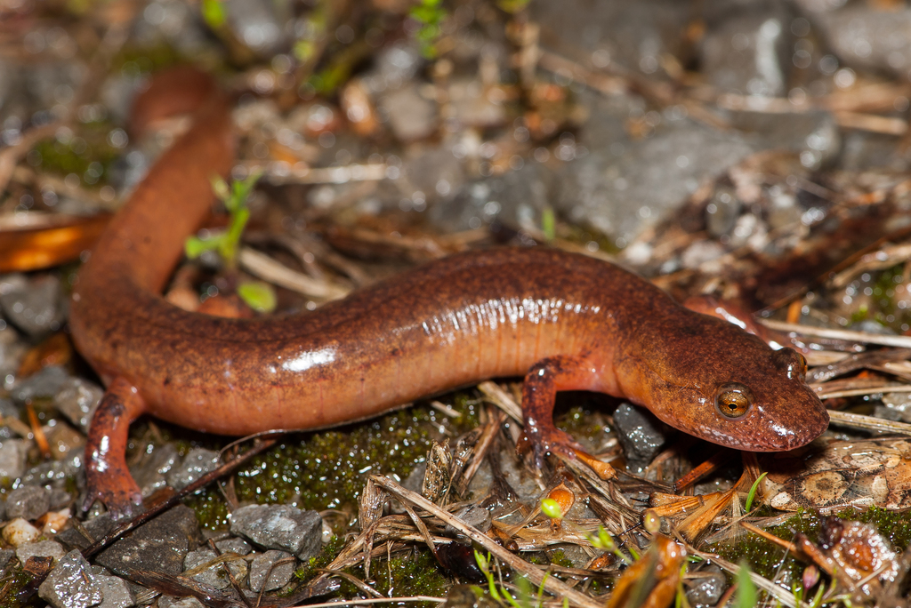 Northern Spring Salamander from Morgan County, AL, USA on April 11 ...