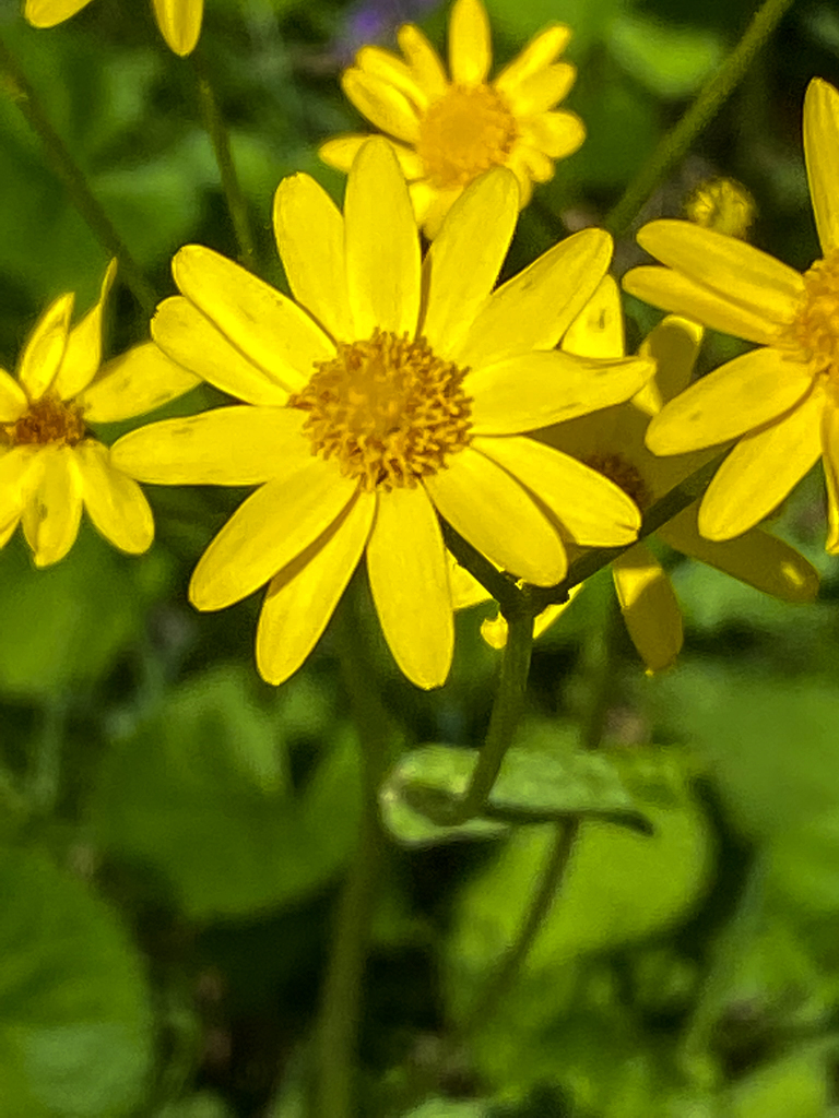 golden ragwort in April 2022 by Allison Ferris · iNaturalist
