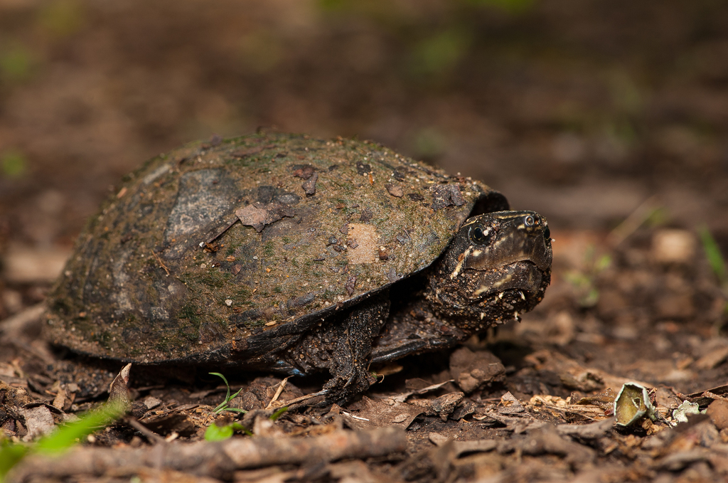 Eastern Musk Turtle from Blackwell Swamp, Alabama 35756, USA on April ...