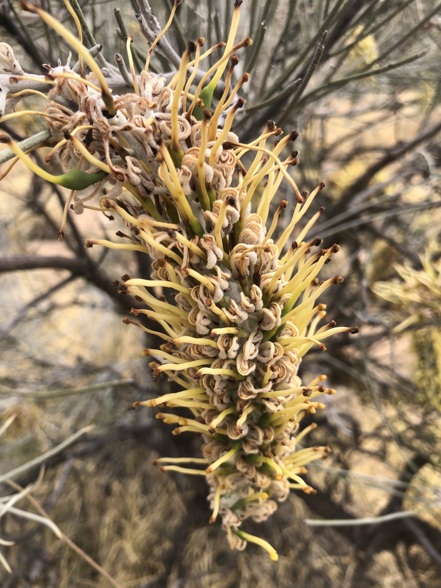 Hakea lorea (R.Br.) R.Br.