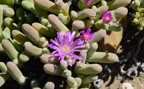 Finger Humpfig (Gibbaeum geminum) · iNaturalist United Kingdom
