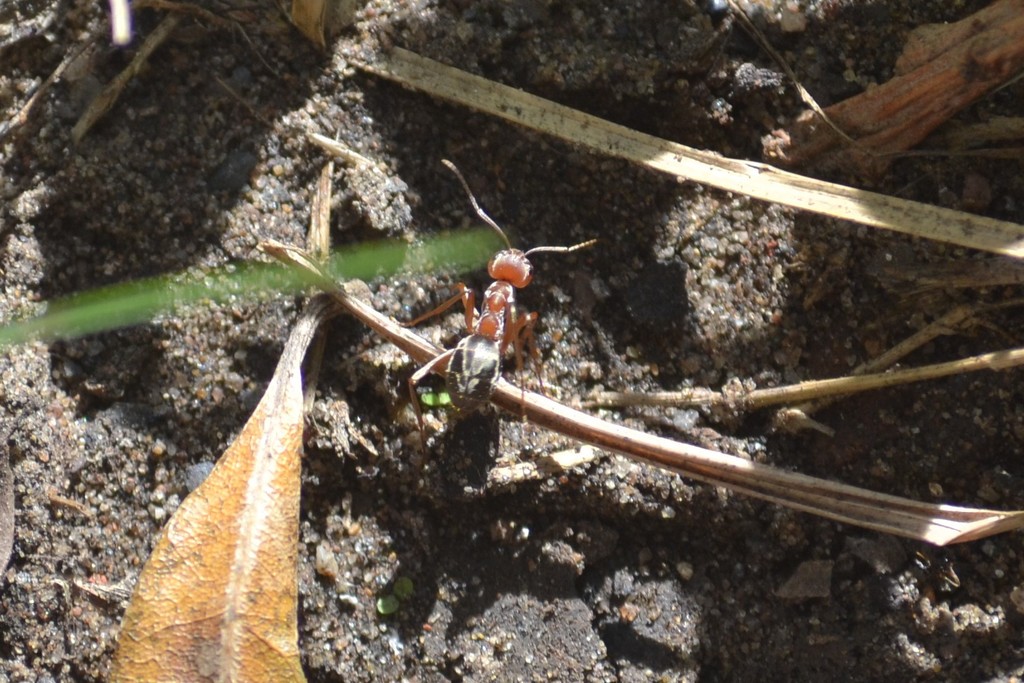 Large Pugnacious Ant from Beachwood Mangroves Nature Reserve on April ...