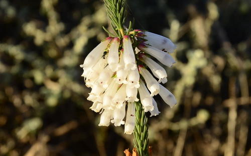 Wolf Heath (Subspecies Erica regia casta) · iNaturalist United Kingdom
