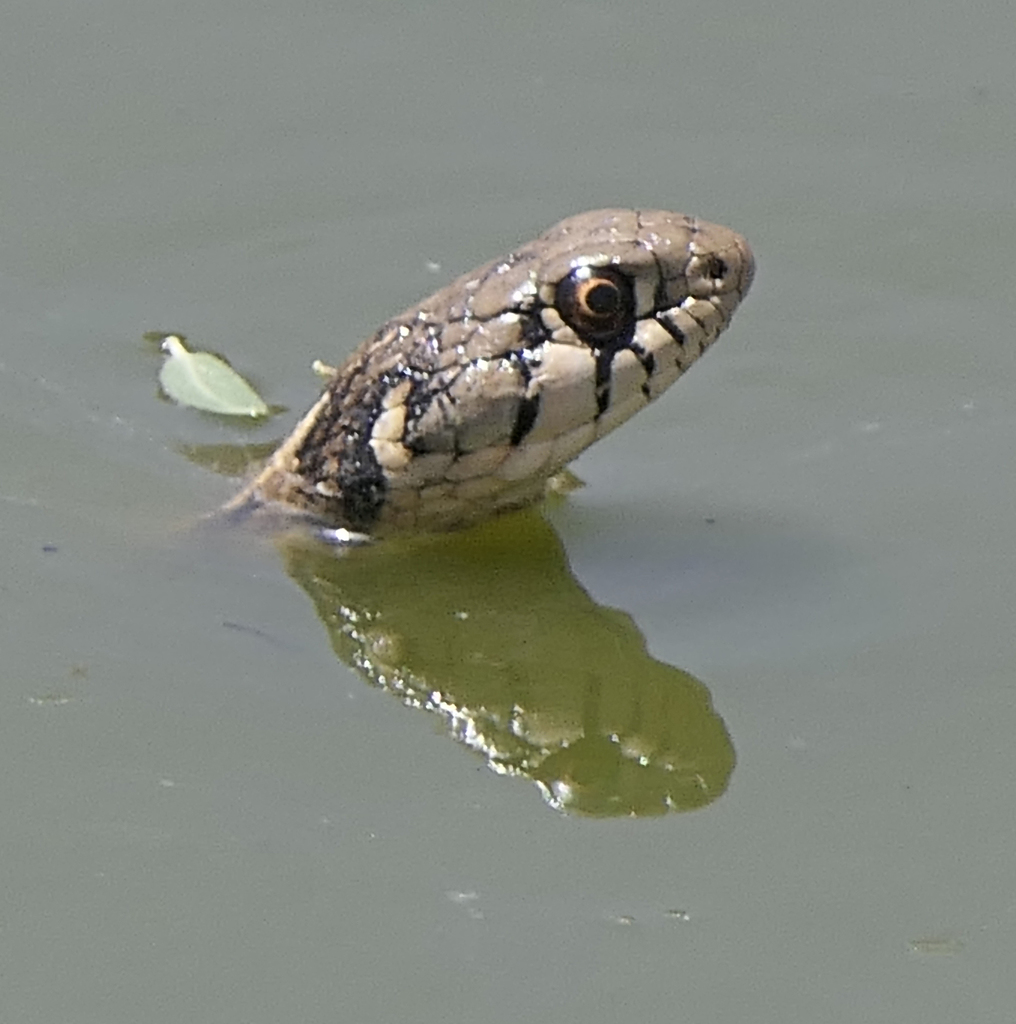 Checkered Garter Snake from El Paso, TX, USA on April 30, 2022 at 12:26 ...