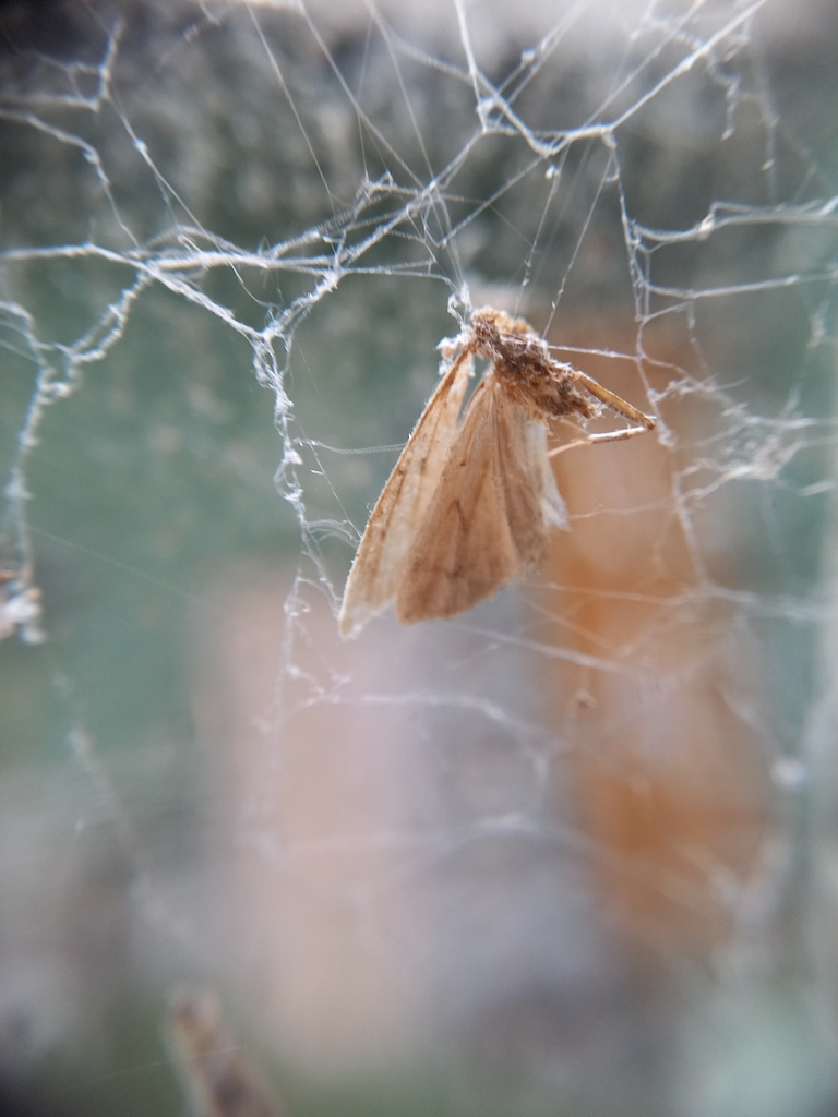 Plantain moth from Cashmere, Christchurch, New Zealand on May 01, 2022 ...