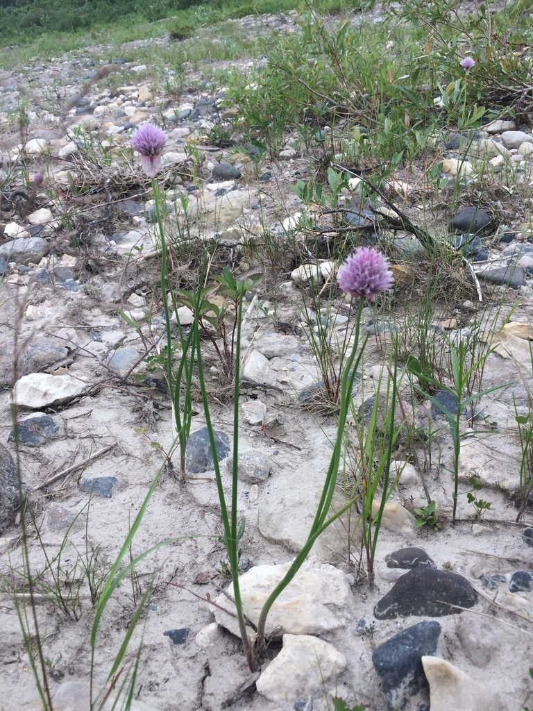 Giant Chives from Fort Albany, Cochrane District, ON, Canada on July 7 ...