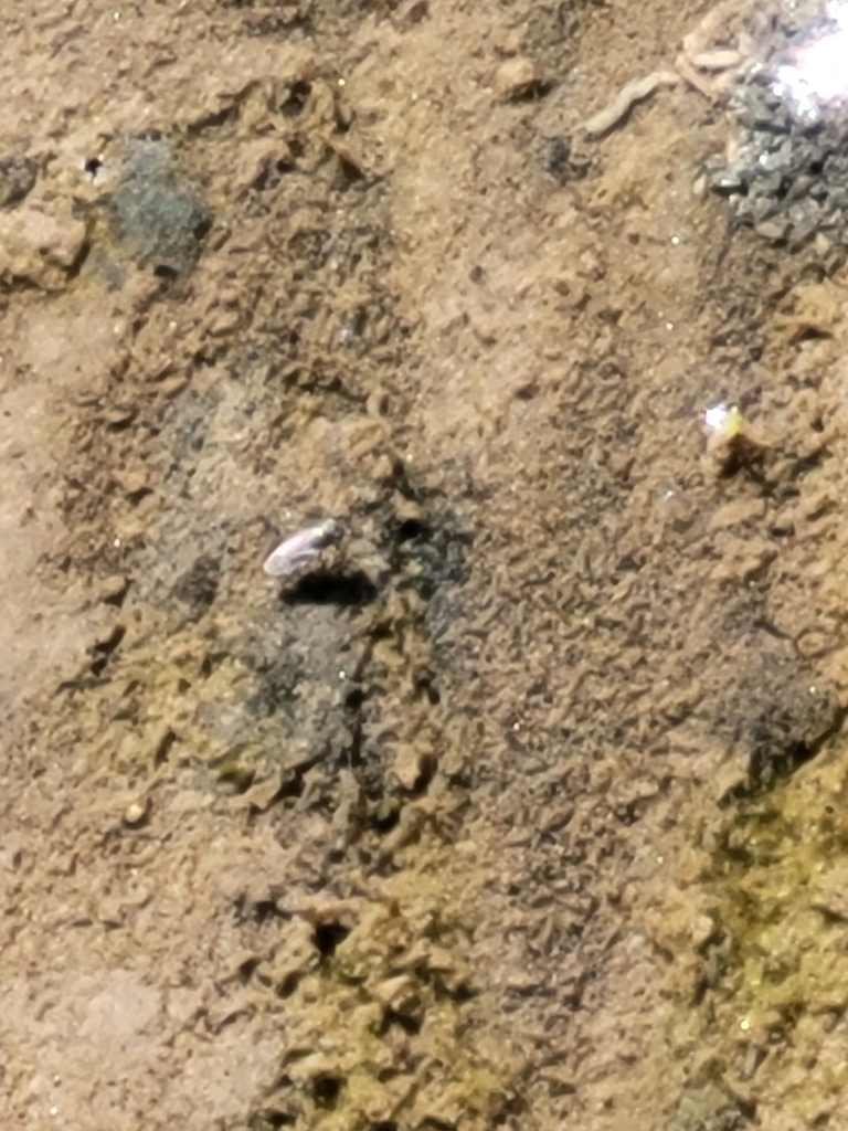 Winged and Once-winged Insects from Rio Grande, Albuquerque, NM, USA on ...