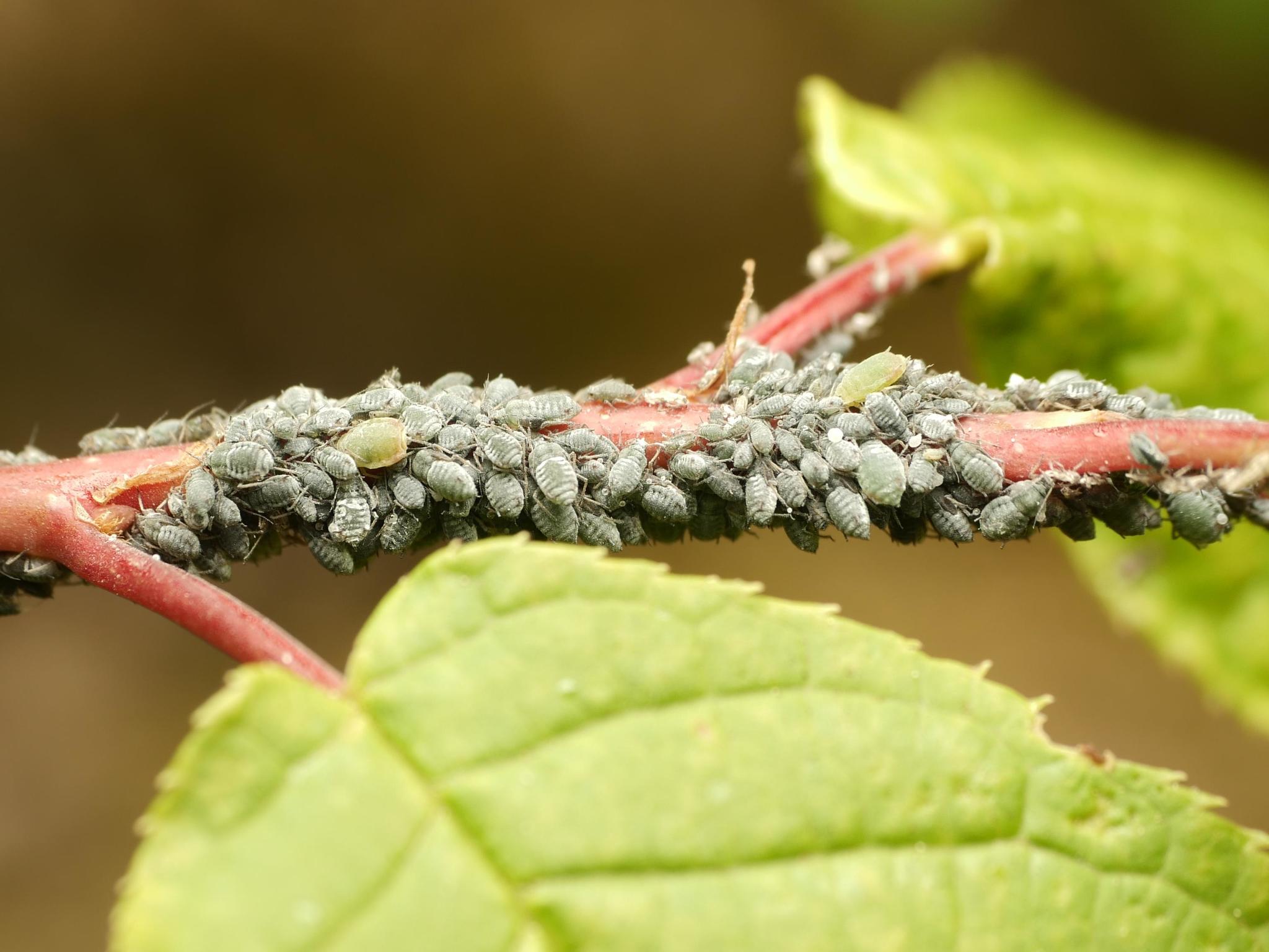 Rhopalosiphum padi (Linnaeus, 1758)