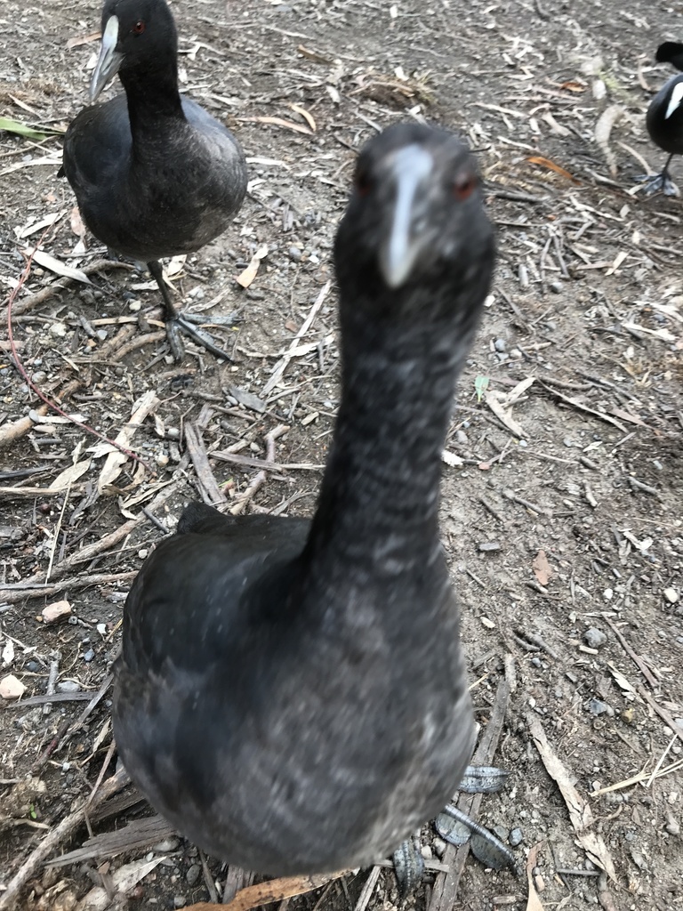 Australasian Coot from Blue Lake, Plenty, VIC, AU on May 01, 2022 at 02 ...