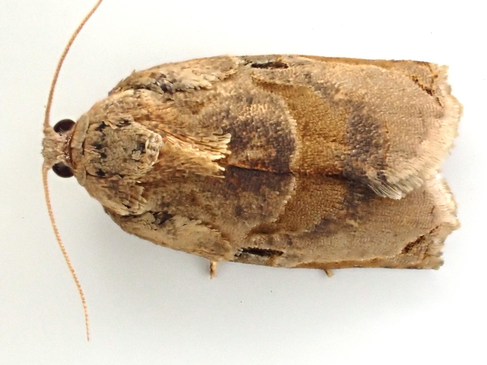 Homona coffearia (Nietner, 1861)